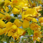 Arizona Trees - Arizona Living Landscape & Design