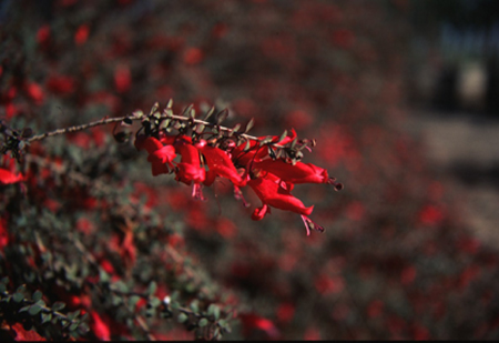 Valentine Bush - AZ Living