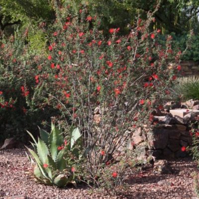 Arizona Desert Plants Guide