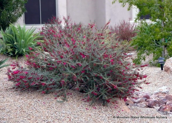 Arizona Desert Plants Guide